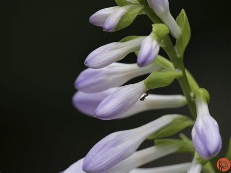 Panasonic Leica 100 400mm F4 6 3 Ii Review