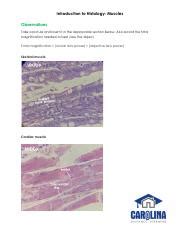 BIO201 Introduction To Histology Muscles Answer Sheet Docx Pdf