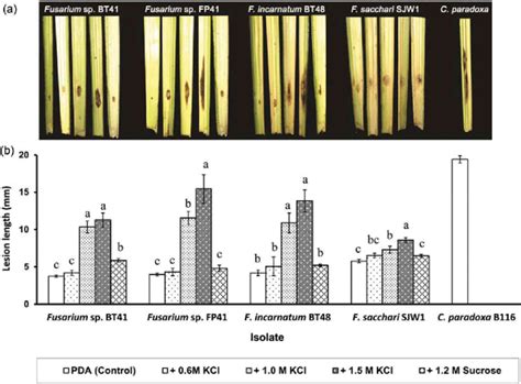 Symptoms A And Lesion Length Mean ± Se B On Leaflets Of Cut Spear