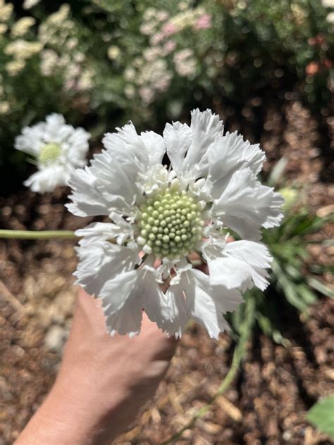 Grow Your Perfect Cutting Flower Garden This Year Beths Flower Farm
