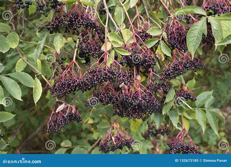 Sambucus Nigra Fruit Stock Image Image Of Environment 132673185