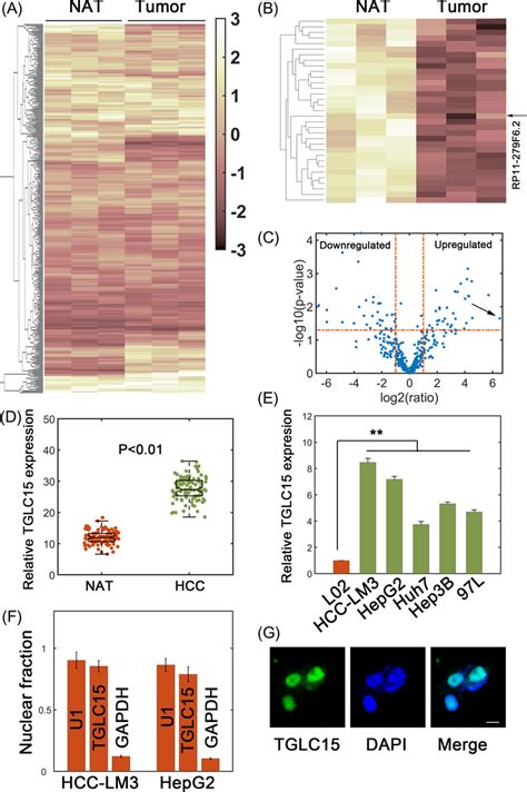Tglc15 Is A Novel Lncrna Related To Hcc Progression A Lncrna