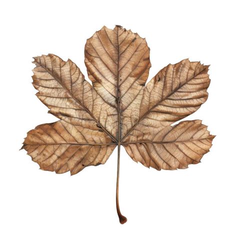 A Dried Browned Five Lobed Leaf With Visible Veins Stock Illustration