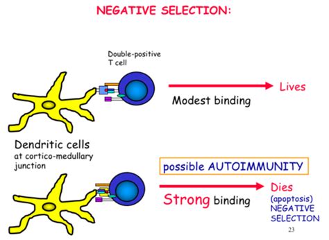 Mechanisms Of Immunological Tolerance Flashcards Quizlet