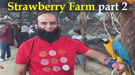 Colorful Macaws In Strawberry Farm Al Hada Taif Saudi Arabia Youtube