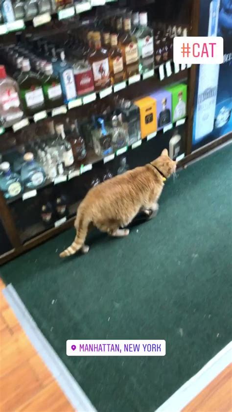Dmitriy Zhitenev On Twitter Like A Boss Manhattan Wine Store