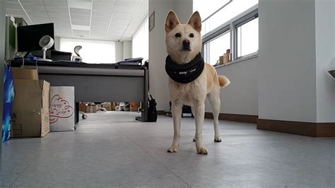 실내에 자주 들어오니 미모가 살아나는 공장 진돗개 L 공장 진돗개 사무실에서 신나는 간식 먹기 L 공장개 간식 앞에서 무릎 꿇는다~ Youtube