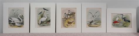 After John James Audubon American 1785 1851 Set Of Five