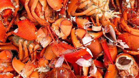 To Keep Potato Crops Healthy Farmers Are Using Lobster Shells