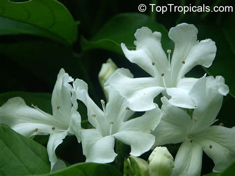 Faradaya Splendida Glory Vine Top Tropicals Plant Encyclopedia