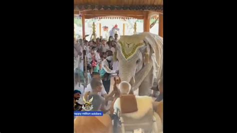 දුර්ලභ දසුනක් සුදු ඇත් පැටවෙක් Youtube