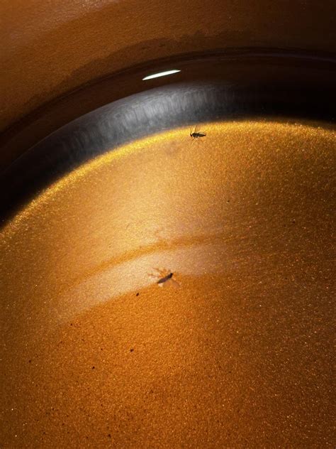 What Is This Gnat Like Pest R Bugidentification