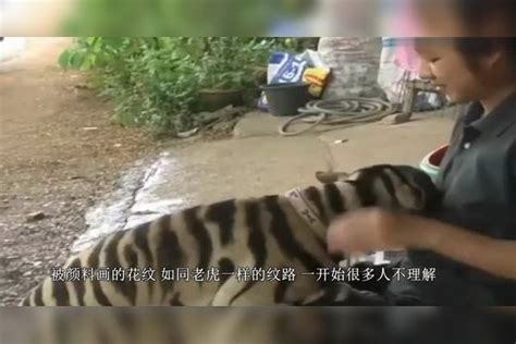 主人为保护自家狗狗，把它画成老虎，从此恶狗再不敢靠近半步恶狗老虎为保护