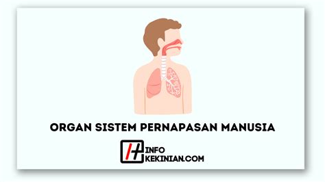 6 Organ Sistem Pernapasan Manusia Yang Wajib Kamu Tahu