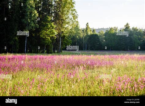 Midsummer Countryside Meadow With Flowers Abstract Close Up Neutral