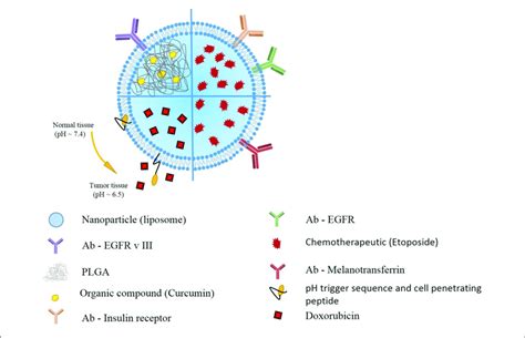 Schematic Presentation Of Selected Liposomal Nanoparticles Liposomal Download Scientific