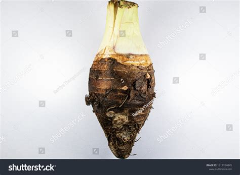 Modified Stem Root Plant Education Laboratory Stock Photo 1611104845 Shutterstock