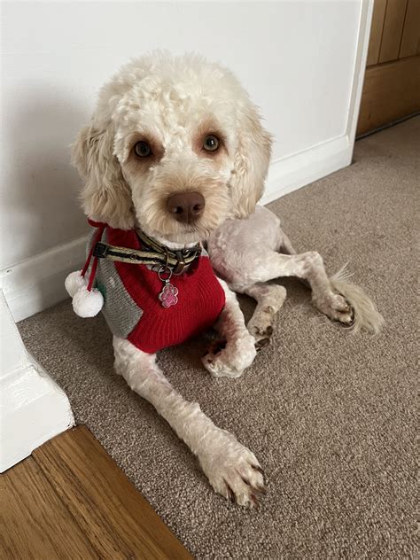 Puppy Cut Cockapoo