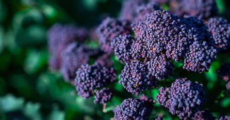 Purple Sprouting Broccoli Growing And Care The Garden Magazine