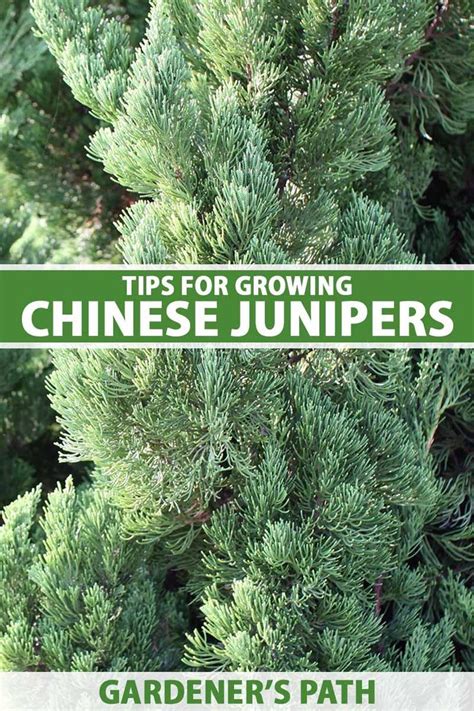 The Top Tips For Growing Chinese Junipers In Your Gardens Path To Success