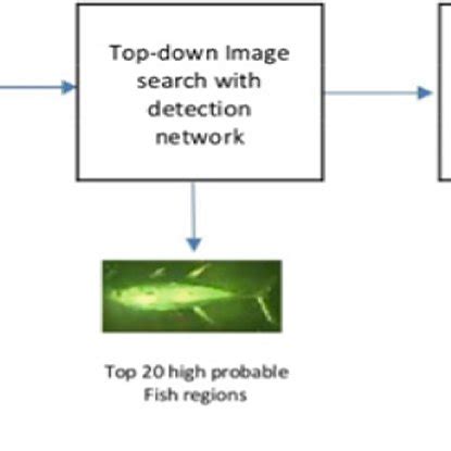 PDF Fish Detection And Classification Using Convolutional Neural Networks