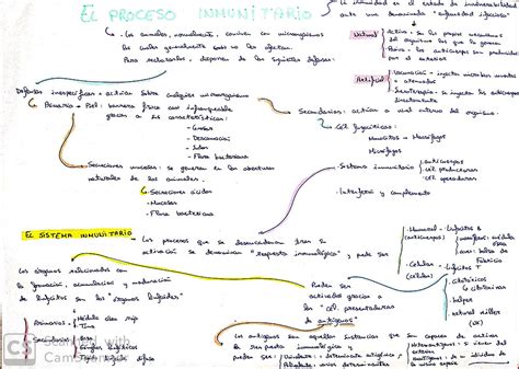 ESQUEMAS T EL PROCESO INMUNITARIO