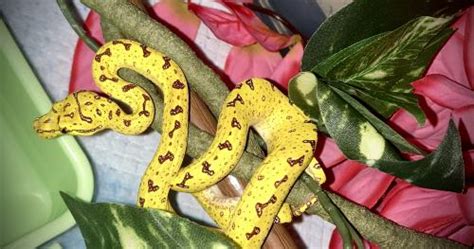 Pink Tree Python