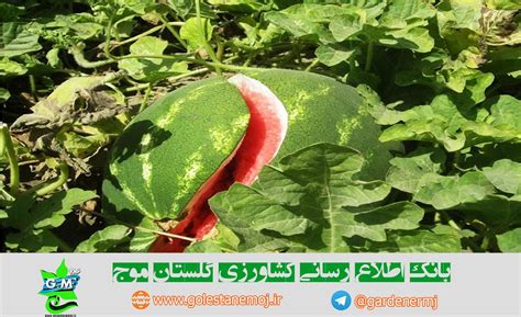 انواع هندوانه ایرانی مجله کشاورزی گلستان موج