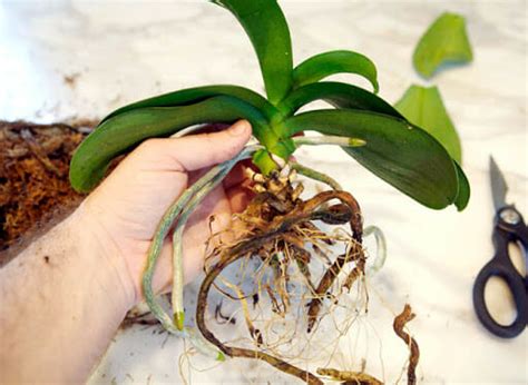 Orchid Flower Stem Or Root Best Flower Site