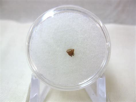 Dasyatis ‘ray Tooth 43 Fossils For Sale