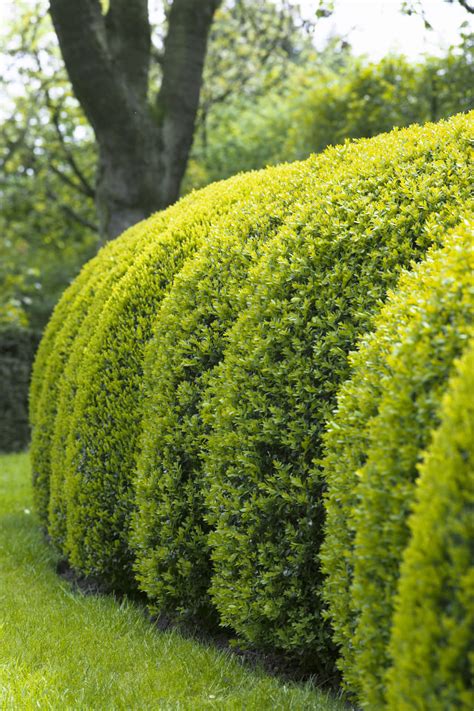 Free Bush Pictures 100 Bush Pictures For FREE Wallpapers