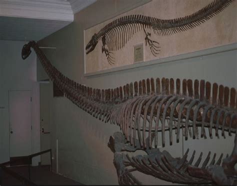 Antarctica Pre Historic Fossil Of A Dinosaur Discovered At Seymour