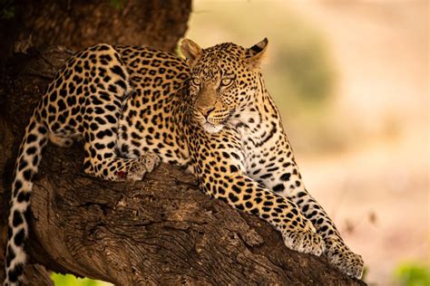Adventure Awaits 1 Day Wildlife Forensics Experience For School Groups