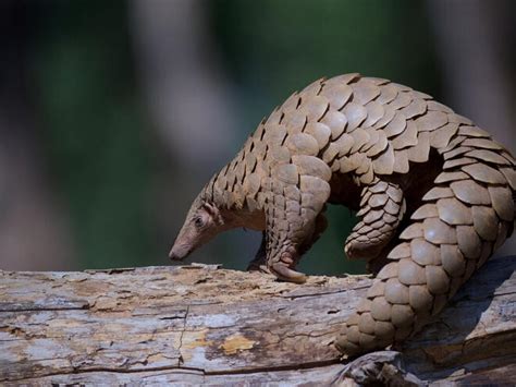 Pangolin Species Wwf
