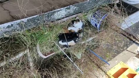 그냥 고양이 Youtube