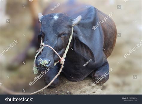 320 Imágenes De Murrah Buffalo Imágenes Fotos Y Vectores De Stock Shutterstock