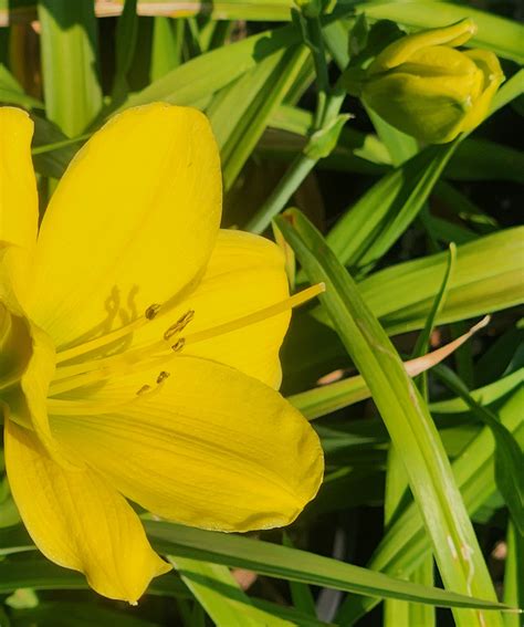 Cheerful Dwarf Yellow Daylily Etsy