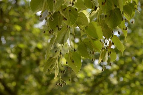 Lime Tree Trees Leaves Free Photo On Pixabay Pixabay
