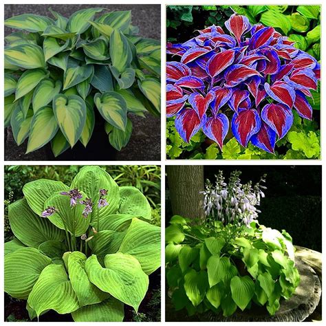 Hosta Bulbs Rare Hosta Ground Cover Plants Potted Plants Four