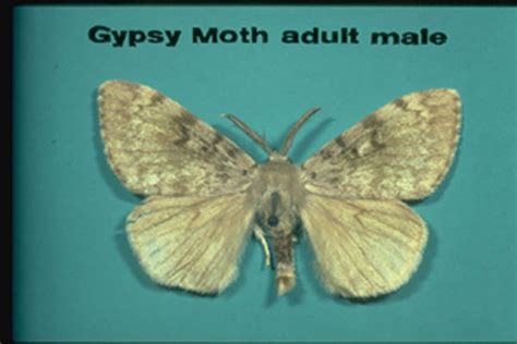 Gypsy Moth