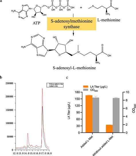 Regeneration Of The Key Cofactor Sam A Synthesis Of Sam Using L Met As