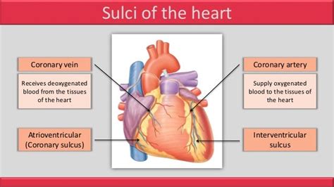 1 Heart Anatomy