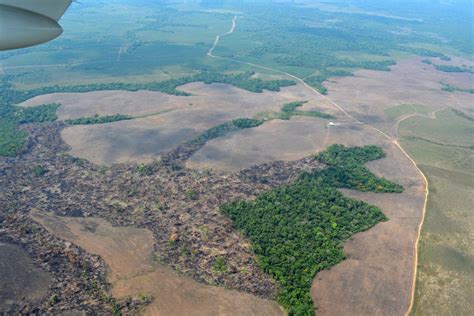 La Voraz Deforestación Durante La Pandemia Dispara Las Alarmas De Los