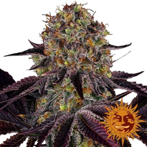 Barney S Farm Runtz X Layer Cake Puff Stuff