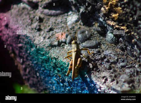 Grasshopper Climbing Through Graffiti Filled Structure Stock Photo Alamy