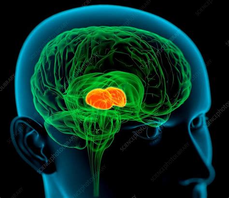 Thalamus Relay For Cns Signal Processing