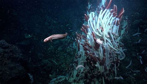 画像33 深海の底のさらにその下の空洞に生息する生物を発見。地球外生命の手がかりに カラパイア