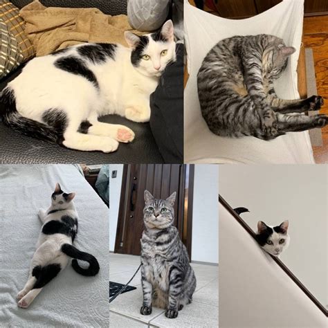 2月22日 猫の日 Nyan Nyan Nyan Day 株式会社アルプス