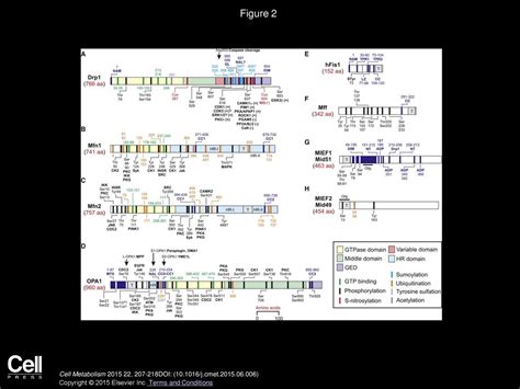 Redox Homeostasis And Mitochondrial Dynamics Ppt Download