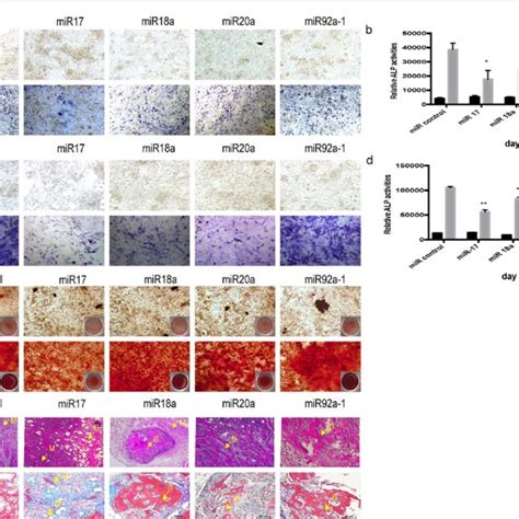 The Osteogenic Effect Of Mir 17 92 Cluster On Bmp9 Induced Osteogenesis